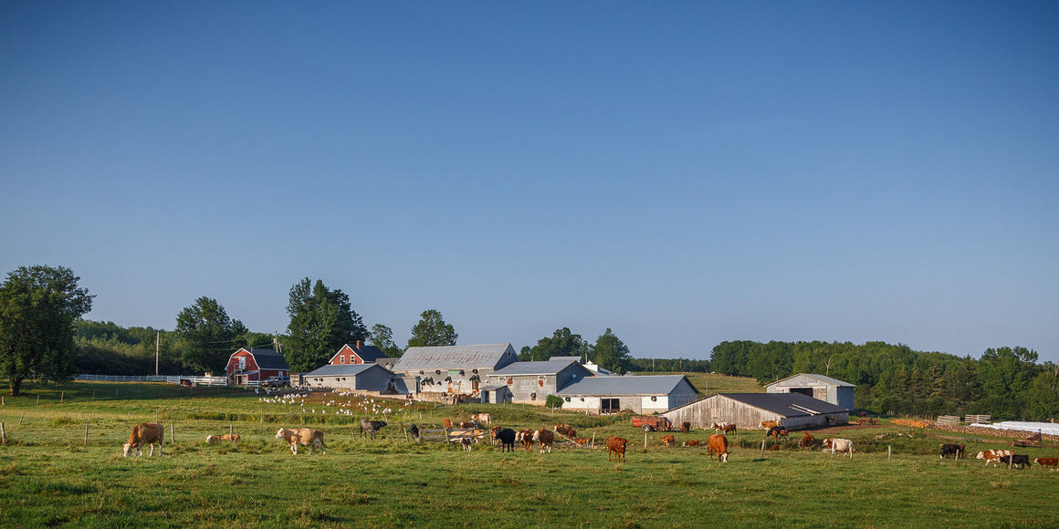 Windy View Farm | free-range beef, pork, chicken, lamb, turkey, eggs