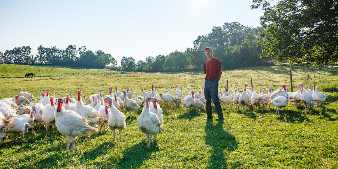 Windy View Farm | free-range beef, pork, chicken, lamb, turkey, eggs